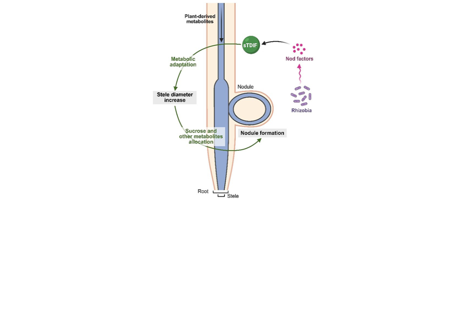 IPS2 - Ametys, Web Java Open Source CMS